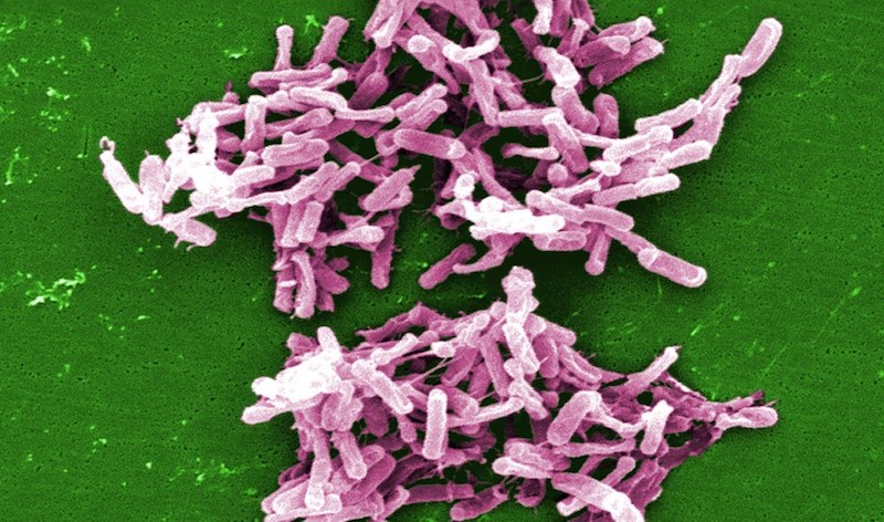 Frozen poop pills for C. diff diarrheal infections - Boston Children's ...